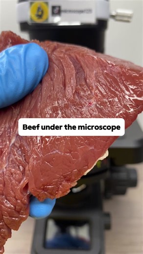 Exploring the World of Microscopy: Beef Under the Microscope