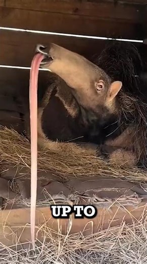 Anteater #animalkingdom #animalworld #animals #anteater #animalshorts #naturefacts