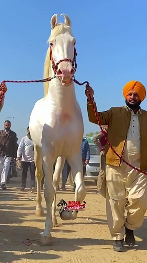 #StallionPadam #horses #shorts #shortsvideos #reelsvideo #reelsfacebook | Indian Chaalbaaz