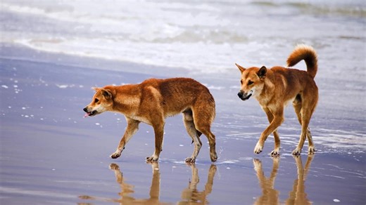 K'gari is again in the spotlight after two more dingo attacks