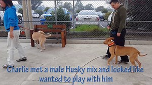 *** PTD 2/16 RIP Charlie :( *** 🚨🚨🚨🚨 NEEDS PLAN BY 2/16!!! SHELTER FULL, NO EXTENSIONS!!! 🚨🚨🚨🚨 Please pass adorable, lovable Charlie (#A870195) on to your friends and rescue contacts so he can find the loving home he deserves! Charlie is a 2-year-old neutered boy who likes people and seems to want to play with other dogs, as his video shows. He loves to be pet; however, staff have noticed that he may be a little sensitive about having his face touched in certain ways (shies away, no aggr