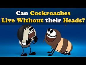 Can Cockroaches live without their Heads? + more videos | #aumsum #kids #education #children