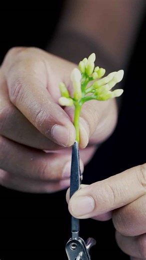 Random flower in macro
