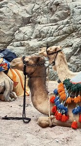 "نبذة عن درب إسلا جنوب سيناء مدينة الطور" يعتبر المسار الحقيقي للوادي المقدس طوى على وصف الشيخ محمد عبد العظيم رحمه الله صاحب كتاب السياحة الدينية في سيناء. ويتخلل الدرب مجموعة من الأودية - وترتيب الأودية من أول وادى من نبق إلى الطور كالآتي، مدخل الكيد | امزريق الاول | ظمي | امزريق التاني | جرات | ام سعيده | معلق | الحمر | بير الحمر | خضريف | الاقصرية | المقاضب | اسمامين | القصبه | قطيطير | الزرانيق | الرفضيه | حجر الراهب | كرم معلم | ابو سديه | مواجد | سدود | سيل ملايحه | خرم هجان | ابو عثي | ا