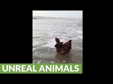 This pet chicken absolutely loves playing in the ocean!