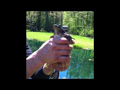 Crazy Scared Crying Frog