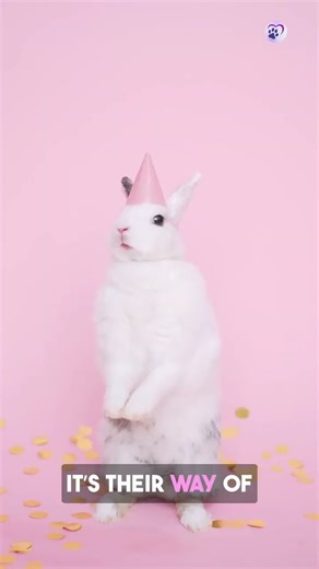 Why Rabbits Get the “Zoomies” 🐇💨 (Sudden Circles Explained!) #pets #petfactfiles #facts #petshorts