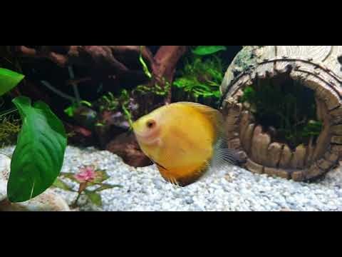 My First Fish Tank – Relaxing Moments in My First Aquarium (no sound)
