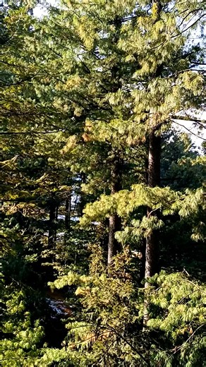 #snow #snowfall #nature #wildernesswalk