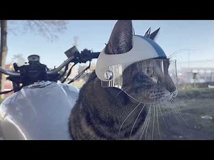 motorcycle cat helmet v2
