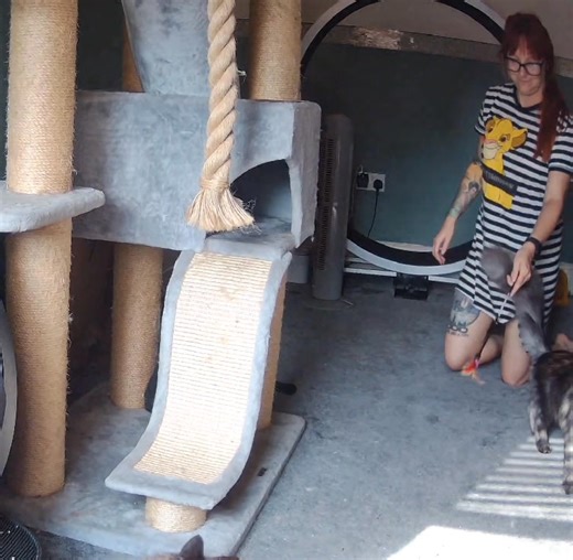 Train me harder mummy!!! 🤣😂🤣 January cat wheel shipment now open for reservation deposits. Our G5 cat wheels are 48 inches internal diameter, correctly sized so no risk of spinal compression. Luxury, 5mm thick, lined running surface to protect the cats joints, non catching for their claws, non abrasive and non toxic, can be replaced. Our wheels are stable and sturdy, they do not tip or spin off the base while in use, a known hazard for other cat wheels and will last many many years. £76 to re