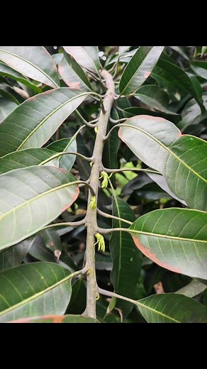 #mangosramos #AGRO #mexico #mango #TodoDeMango #CostaGrande #Guerrero | Mangos Ramos