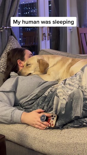 Labrador Sleeping Dog on Human - TikTok Video