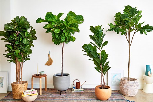 We Ordered a Bunch of Faux Fiddle Leaf Fig Trees & This One Is the Best