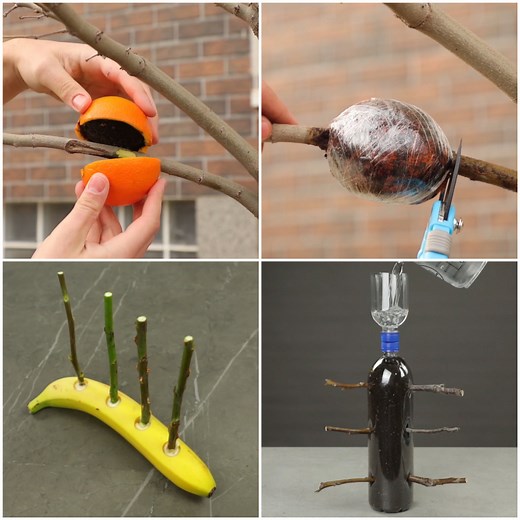 13K views · 37 reactions | Creative planting hacks using fruits! | Art & Sculpture | Facebook