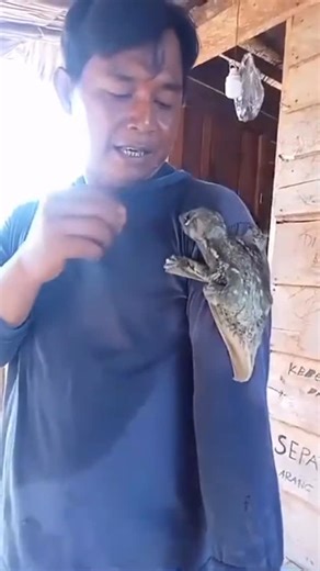 Daily Wild Life on Instagram: "🦇✨ New animal unlocked: Colugos — and yes, they look totally CGI! Also known as flying lemurs (even though they’re not lemurs or great at flying 😂), these rare gliding mammals look like they were rendered straight out of a video game. Found in the forests of Southeast Asia, colugos use their skin flaps to glide over 100 meters between trees. Nature’s weirdest, most underrated ninja! 🌳🪂 💬 Did you know these even existed? Drop a 🐒 if this blew your mind! #Colug