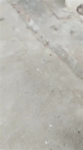 15K views · 770 reactions | Nos piden ayuda para Rocky Tiene 10 años y su final no puede ser vivir en ese trocito, ni tampoco un chenil... Es un abuelete que solo necesita una buena cama, mucho amor y estar acompañado. Sociable con perros pero no apto con gatos. Manda un mensaje privado si puedes ayudar, gracias. | Rescate Animal Granada | Facebook