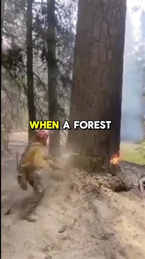 long tree cutting failed satisfied moments#fyb #tree #satisfying