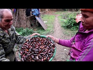 Eat super delicious cockroaches | Horror asian cuisine