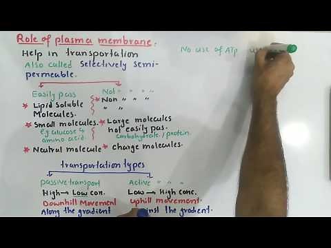 fluid mosaic model of plasma membrane structure and function | plasma membrane function