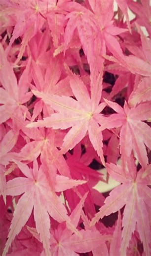 Creating Your Dream Board Inspiration