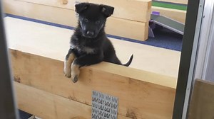 18K views · 355 reactions | IN DOG WE TRUST: In our Police News May...