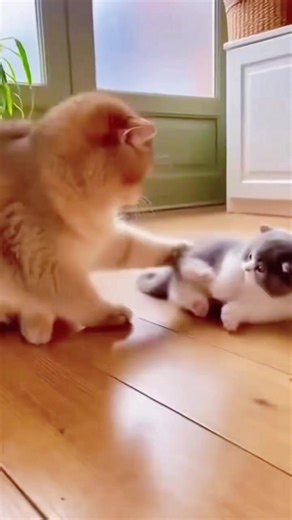 Funny Cat Moments: Lessons from a Playful Feline