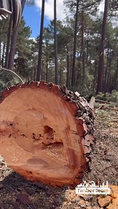 “Technology at Work:Harvester and the Art of processing trees”🚜🌲🪚 I hope you enjoy the video family @timberteamhdpm #timberteamhdpm #strong #harvester1270g8wd #forwarder1510g #harvesters #harvest #forwarders #forestphotography #forestlovers #forestmachine #forestlife #forestrymachinery #forestal #forest🌲 #forest_captures #forester #forestry #agroforestry #forestales #madera #monte #pino #camiones #bosque #viralpost #viralphoto#johndeere #johndeerepower #johndeereforestry #johndeere1270g8wd |