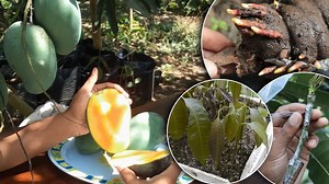 186K views · 2K reactions | Wow... This is how to growing air layering and grafting your mango tree | Grafting Examples | Facebook