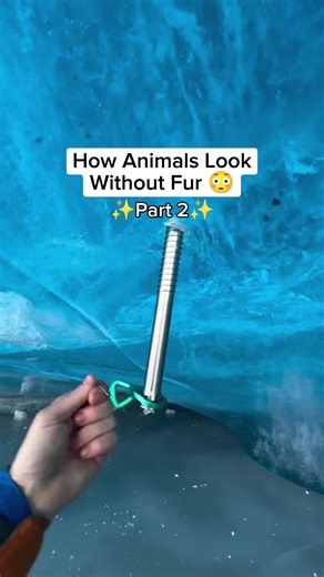 How Animals Look Without Fur: A Fascinating Insight