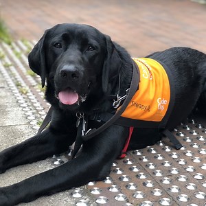 16K views · 1.6K reactions | Congratulations to our Canine Court...