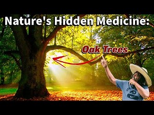 Why Southern Live Oak is a Must-Know Medicinal Tree