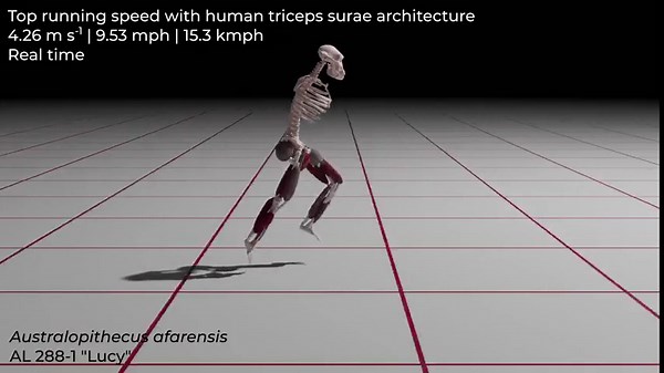 Simulations of hominin Lucy help show how long distance running evolved in modern humans
