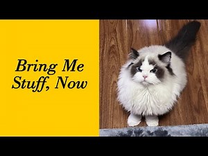 50 Grumpy Cats Who Are Mad, But Still Adorably Cute