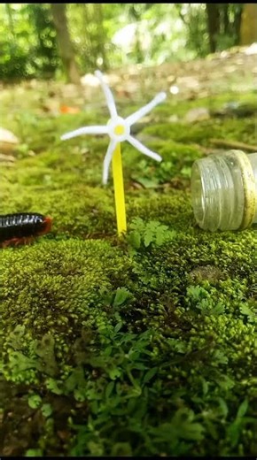 giant millipede turning on a windmill #mrowl #millipede