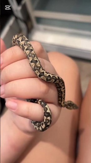 Shocking Snake Transformation! 2 From Small to Fierce! Reticulated Python