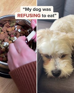 210K views · 677 reactions |  The secret to a happy and healthy pup   Try fresh food catered to your dog’s needs  Get 50% off your first box when you try The Farmer’s Dog!  Made from human-grade ingredients ✅ Developed by board-certified vets  Delivered to your door ready-to-serve | So Yummy | Facebook