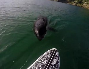 GoPro Awards: Orca vs. Paddle Board.