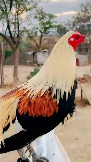 Los mejores gallos de peleas