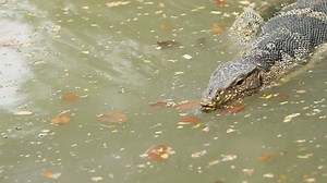 Monitor lizard swimming in water of pond in Lumpini Park. Bangkok, Thailand.