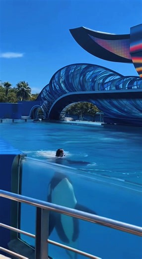 Crowd cheering, sunshine sparkling, and an orca stealing the show! 🌊🐋 What a moment to witness — pure connection and joy ❤️ #Orca #OceanShow #NatureLovers #WildlifeMoments #ViralVideo #fblifestyle | Ocean Thrills