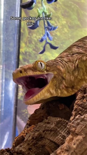 Identifying Different Types of Geckos