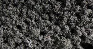 Grey growing mould texture on expired food product macro