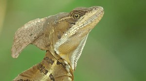 Common Basilisk Basiliscus Basiliscus Lizard Sits Stock Footage Video (100% Royalty-free) 3956629909 | Shutterstock