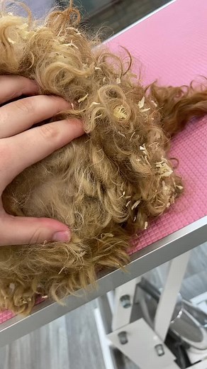 Tracey the Cockapoo Gets a Fresh Shave | Dog Grooming Transformation