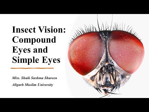 Insect Vision: Compound Eyes and Simple Eyes: Entomology: Agriculture Entomology