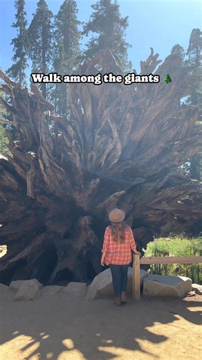 13K views · 298 reactions | Home to over 500 mature giant sequoias, Yosemite’s Mariposa Grove is living history. Get trail info + tips in my Yosemite blog + guide → https://www.flyingdawnmarie.com/new-blog/yosemite-mariposa-grove-sequoias #MariposaGrove #YosemiteNationalPark #GiantSequoias #CaliforniaTravel #FlyingDawnMarie #HiddenGemsCalifornia | Flyingdawnmarie | Facebook