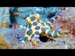 Greater blue ringed octopus a deadly beauty