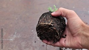 A young Sequoia tree in the hand of a gardner - Concept for repotting Sequoia. Growing coniferous plants from seeds