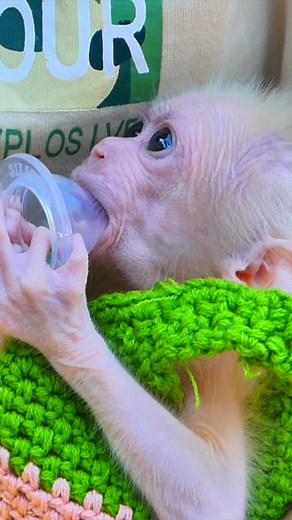 3.4K views · 85 reactions | From Scared and Hungry to Safe and Peaceful – Lucy’s Journey Is Pure Love  #cutebabylucy #animallover #Monkeyvideos | Monkey TV168 | Facebook